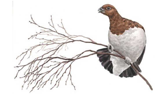 Suomalaisia riistaeläimiä: Riekko